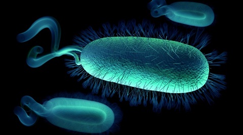 Bad gut bacteria linked to multiple sclerosis | The Indian Express