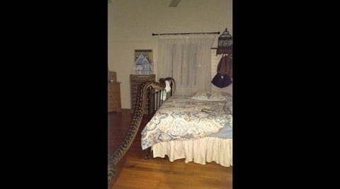 Watch: Australian woman wakes up to 5m-long python in her room ...
