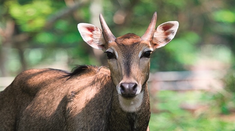 Bihar intended to cull nilgai and wild boar as vermin for five years ...