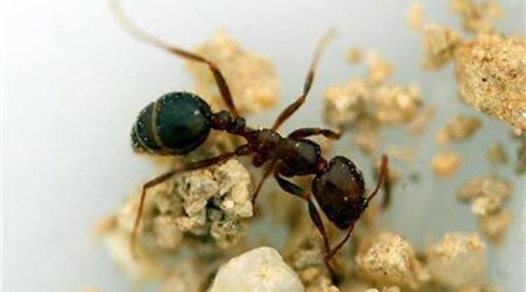 Ants learnt farming 60 million years ago; man 10,000 years ago ...