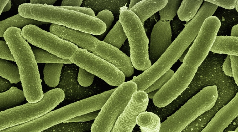 This deadly bacteria can reach your brain in a day | Health News - The ...