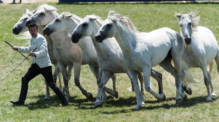 Deadly equine infection reported in state after 11 years, four horses ...