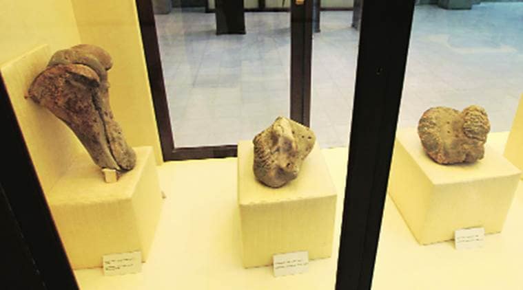 South African fossils rewrite early history of life on land | World ...