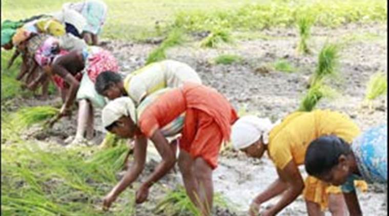 Kharif crops output likely to be better this year | India News,The ...