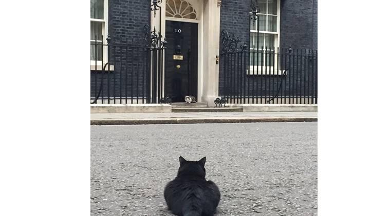UK: Boris Johnson’s cat attempts power grab bid, sneaks into PM’s house ...