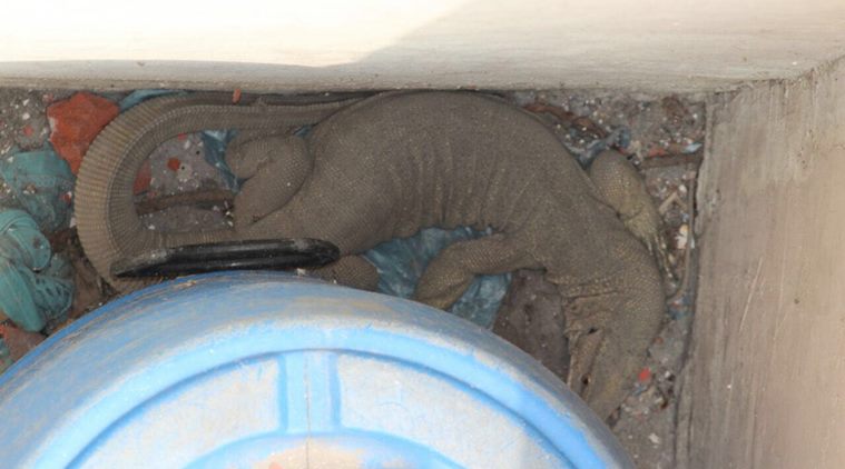 Giant lizard enters home, forest dept unsure of species | Ludhiana News ...