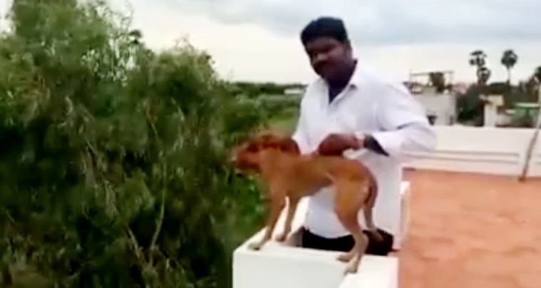 Horrifying video of man throwing dog from rooftop goes viral; case ...