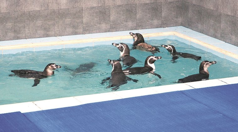 Eight penguins arrive in Mumbai zoo | Mumbai News - The Indian Express