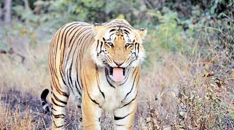 Jai, Maharashtra’s biggest tiger spotted in Pauni: Mungantiwar | India ...