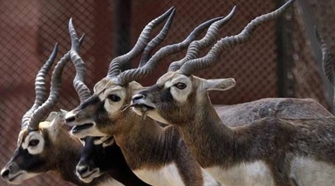 Telangana: 25 blackbucks found dead, suspected to have consumed ...