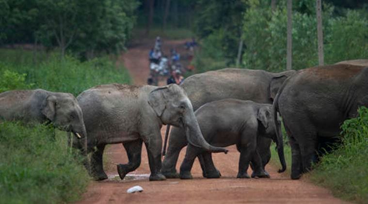 Africa forest elephants may take almost a century to recover from ...