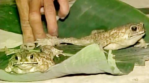Watch: These two (reluctant-looking) frogs are married off to appease ...