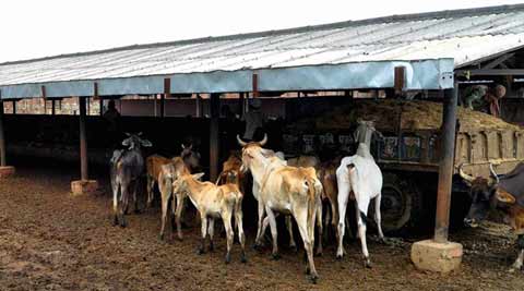 Inhumane treatment of cows across Rajasthan: FIAPO study | India News ...