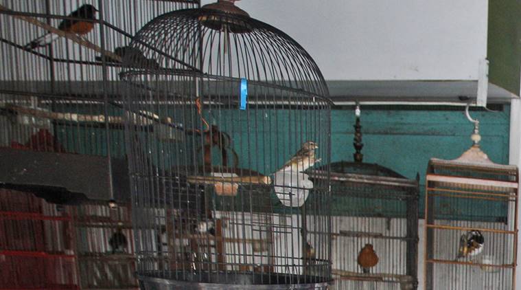 China court upholds heavy prison terms for bird traffickers | World ...