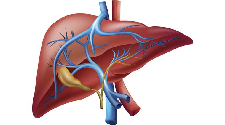 Health tips: 7 ways to prevent liver diseases | Health News - The ...