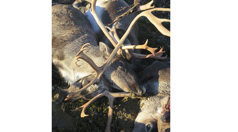Lightning strike kills more than 300 reindeer in Norway | World News ...