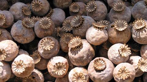 After ‘drug bus’, police arrest five carrying poppy husk in ambulance ...