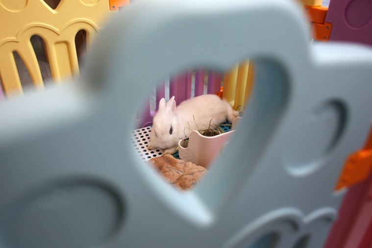 Cuddle fest! Hong Kong gets its first rabbit café | Destination-of-the ...