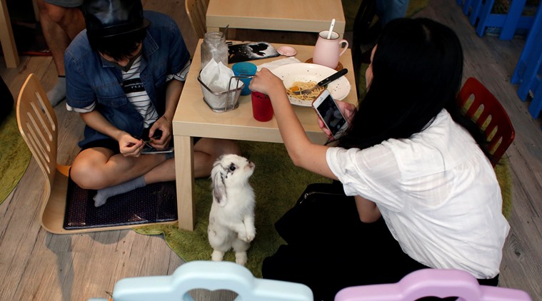Cuddle fest! Hong Kong gets its first rabbit café | Destination-of-the ...