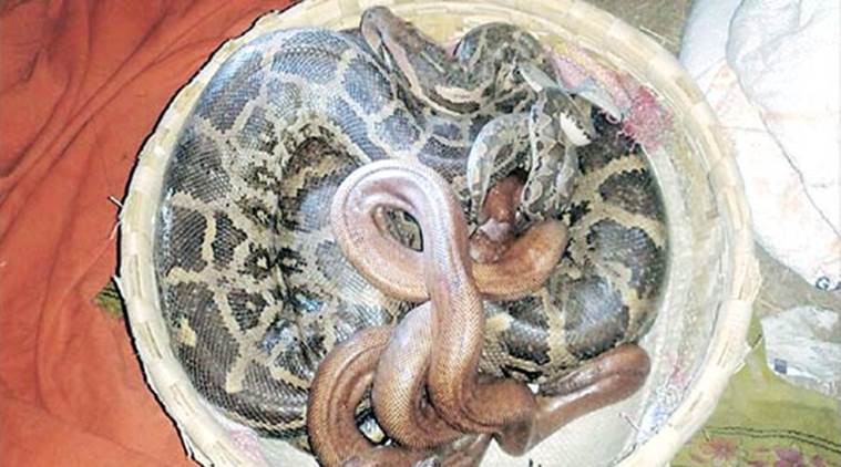 Nag Panchami: PETA calls for snake-free celebrations | India News - The ...