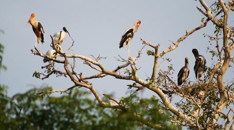 Flocking Together | Destination-of-the-week News - The Indian Express