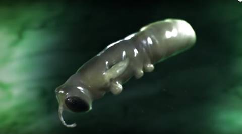 US finds world’s most destructive insect in rice from Pakistan | World ...