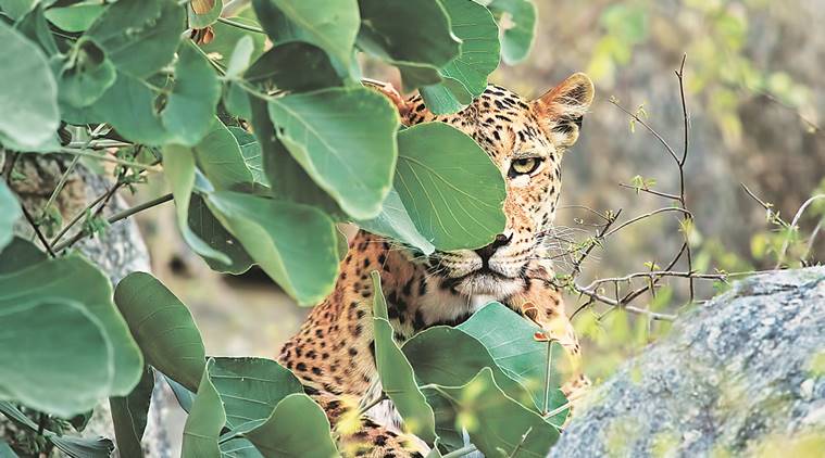 Taming the wild: Uttarakhand forest dept to adopt Junnar’s leopard ...