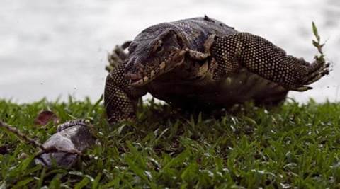 Bangkok frees Lumpini Park of giant lizards | World News - The Indian Express