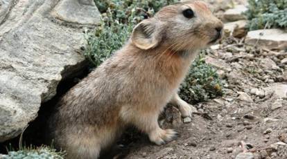 Pika Rabbit