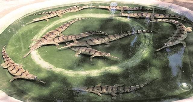 It’s a gharial! 45 yrs later, Odisha welcomes its first hatchlings ...