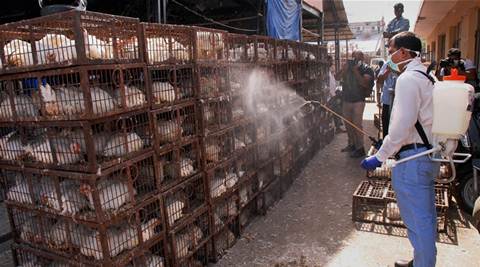 Bird flu scare in Delhi: Symptoms, treatment, dos and don’ts to be ...