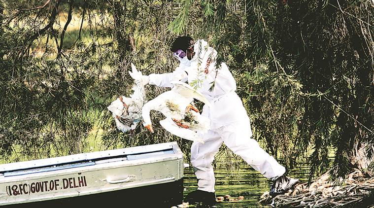 Odisha: Precautionary measures taken in Chilka amid bird flu scare ... Odisha: Precautionary measures taken in Chilka amid bird flu scare ...