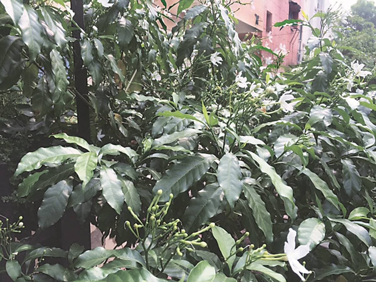 What Is Chandni Flower Called In English | Best Flower Site