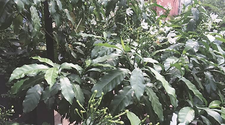 Chandni: An evergreen shrub that needs its share of sunlight ...