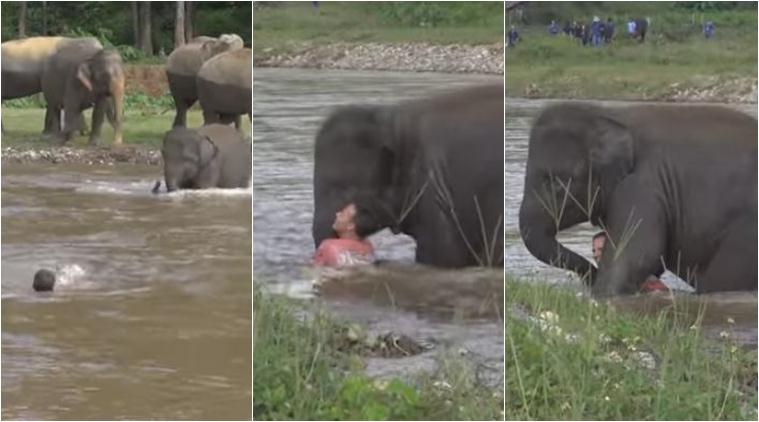 Watch: This little elephant rushing to save a man from drowning is the ...