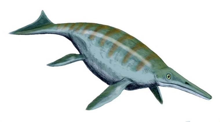 New species of Jurassic ‘Ichthyosaur’ reptiles discovered in the United ...