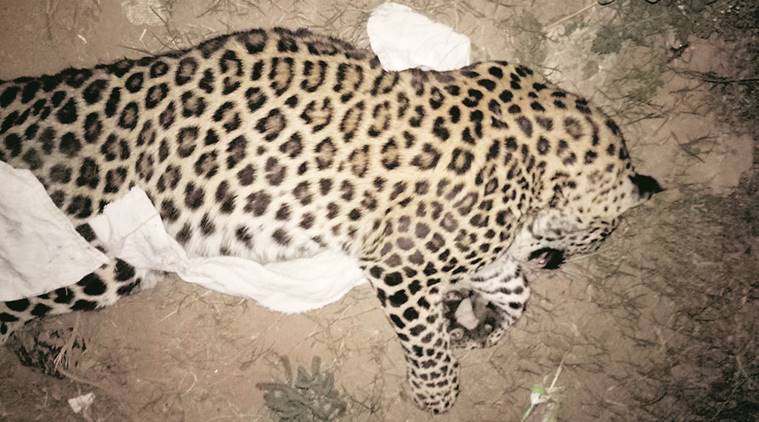 Leopard found dead in Panchkula, third such case in past two months ...