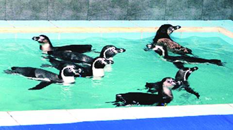 Mumbai: Penguins to move into their swanky new home at Byculla zoo ...