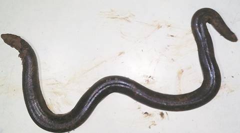 Pune: Cops arrest man from Satara for possession of sand boa snake ...