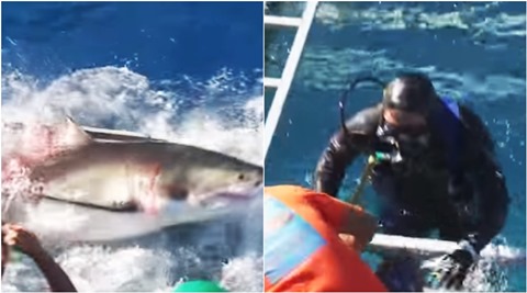 WATCH: Diver’s near-death experience with a shark will give you the ...