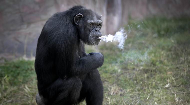 Meet Azalea, North Korea’s cigarette-smoking chimpanzee — Internet’s ...