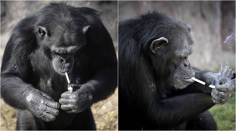 Meet Azalea, North Korea’s cigarette-smoking chimpanzee — Internet’s ...