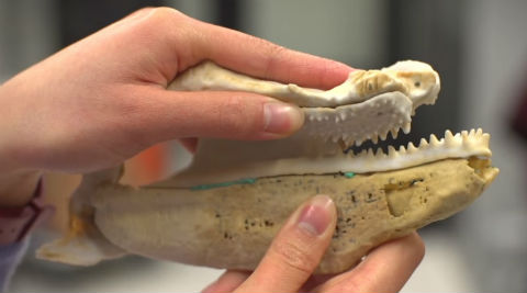 3-D printed fish fossil may help reveal origin of human teeth ...