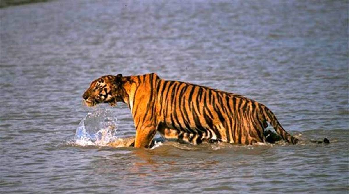Global networks concerned over Indian data on tiger poaching | The ...