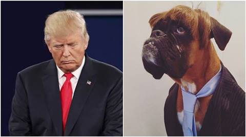 UK: Dog wins best dressed competition for his resemblance to Donald ...