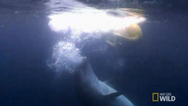 WATCH: This dog and dolphin’s unusual friendship is something to learn ...