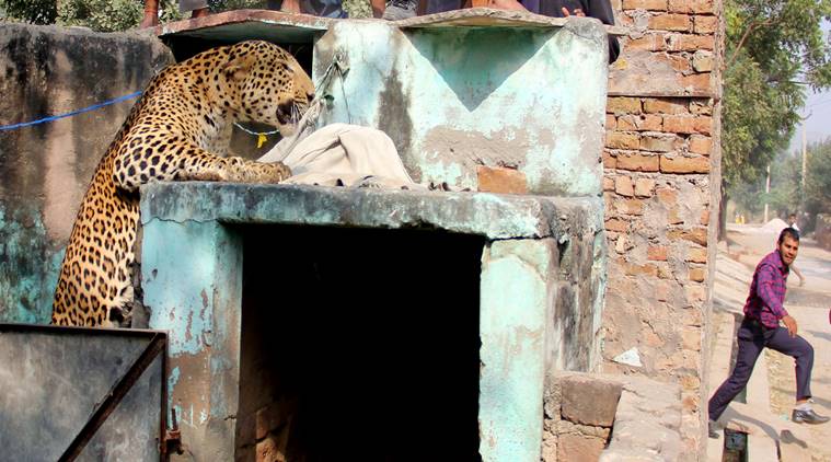 Officials watch as leopard is killed by villagers in Gurgaon’s Sohna ...
