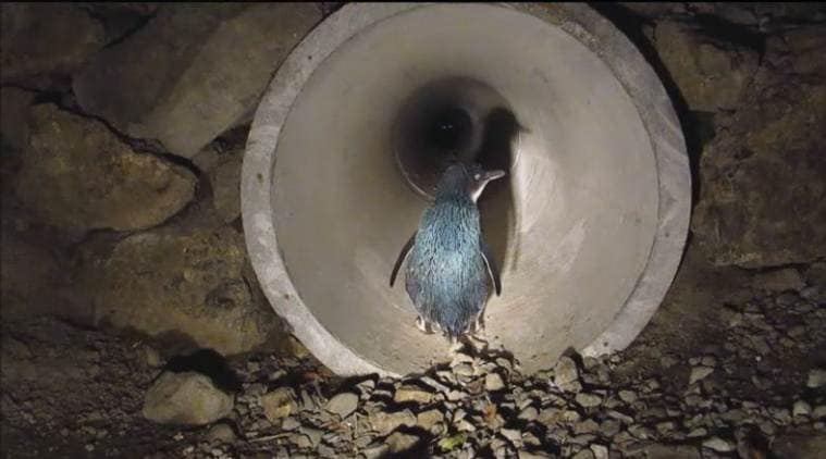 Video: New Zealand town has a tunnel for little blue penguins, ensuring ...