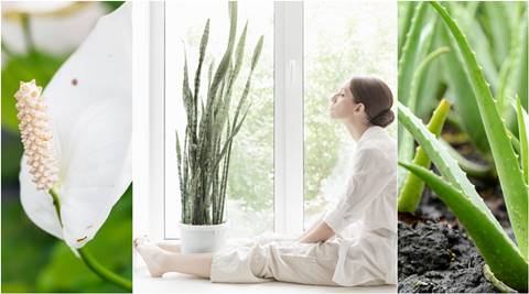 Delhi pollution: Bring home these 6 plants that purify air | Life-style ...