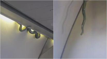Snakes On A Plane